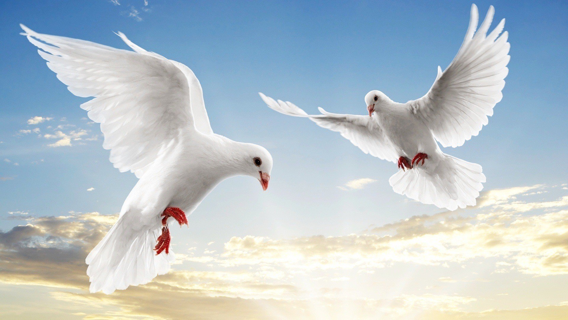 Background Burung Merpati 56 Koleksi Gambar