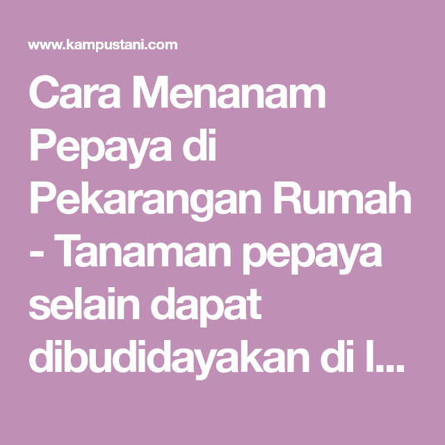 Detail Cara Menanam Pepaya Di Pekarangan Rumah Koleksi Nomer 33 Detail Cara Menanam Pepaya Di Pekarangan Rumah Koleksi Nomer 33