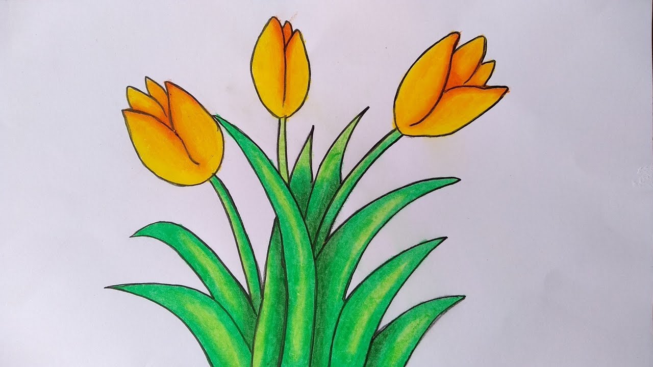 Detail Cara Menggambar Sketsa Bunga Tulip Koleksi Nomer 12