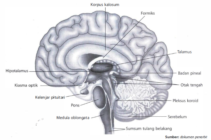 Detail Gambar Bagian Otak Dan Fungsinya Koleksi Nomer 29 Detail Gambar Bagian Otak Dan Fungsinya Koleksi Nomer 29