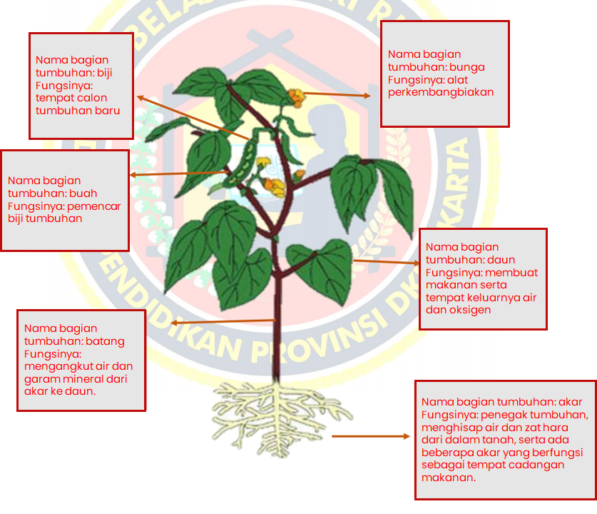 Detail Gambar Bagian Tumbuhan Dan Fungsinya Koleksi Nomer 3 Detail Gambar Bagian Tumbuhan Dan Fungsinya Koleksi Nomer 3