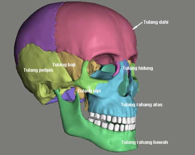 Detail Gambar Kerangka Manusia Dan Keterangannya Koleksi Nomer 35