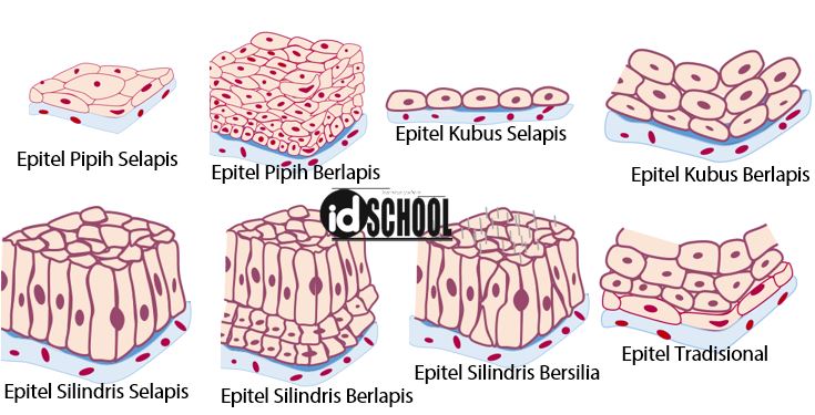 Detail Gambar Letak Dan Fungsi Jaringan Epitel Koleksi Nomer 10 Detail Gambar Letak Dan Fungsi Jaringan Epitel Koleksi Nomer 10