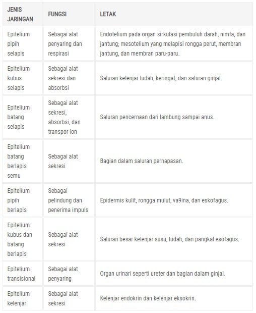 Detail Gambar Letak Dan Fungsi Jaringan Epitel Koleksi Nomer 7 Detail Gambar Letak Dan Fungsi Jaringan Epitel Koleksi Nomer 7
