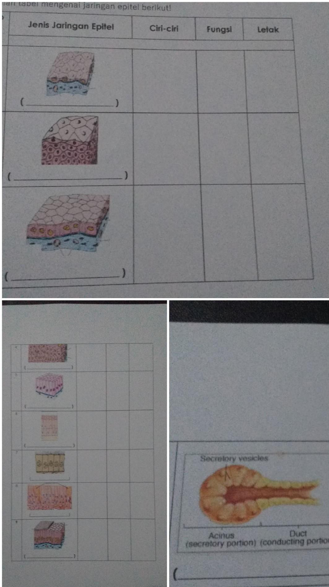 Detail Gambar Letak Dan Fungsi Jaringan Epitel Koleksi Nomer 9 Detail Gambar Letak Dan Fungsi Jaringan Epitel Koleksi Nomer 9