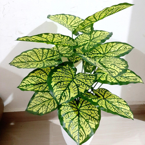 Detail Gambar Macam Macam Daun Koleksi Nomer 32 Detail Gambar Macam Macam Daun Koleksi Nomer 32
