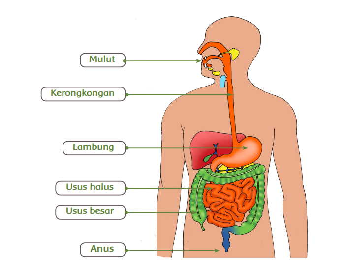 Detail Gambar Sistem Pencernaan Dan Fungsinya Koleksi Nomer 5