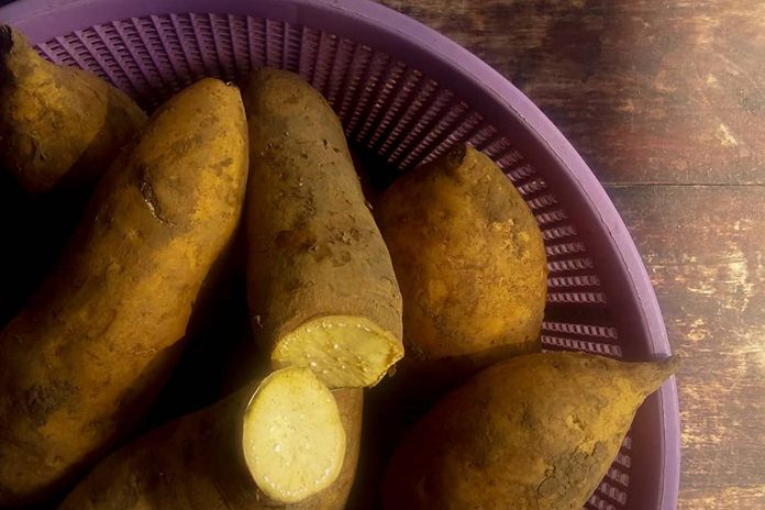 Detail Jenis Jenis Ubi Jalar Beserta Gambarnya Koleksi Nomer 24 Detail Jenis Jenis Ubi Jalar Beserta Gambarnya Koleksi Nomer 24