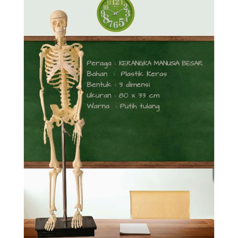 Detail Kerangka Anatomi Tubuh Manusia Koleksi Nomer 46 Detail Kerangka Anatomi Tubuh Manusia Koleksi Nomer 46