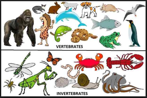 Detail Klasifikasi Hewan Vertebrata Beserta Gambar Koleksi Nomer 13 Detail Klasifikasi Hewan Vertebrata Beserta Gambar Koleksi Nomer 13