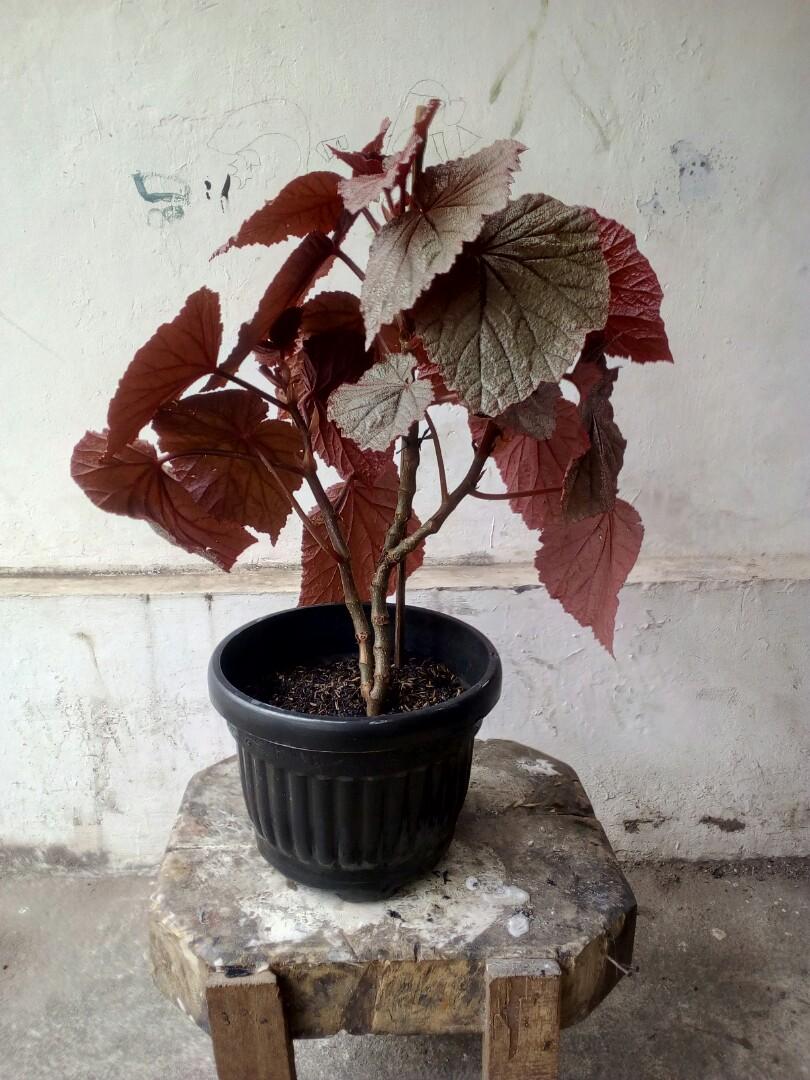 Halaman Unduh untuk file Macam Macam Begonia yang ke 35 Halaman Unduh untuk file Macam Macam Begonia yang ke 35