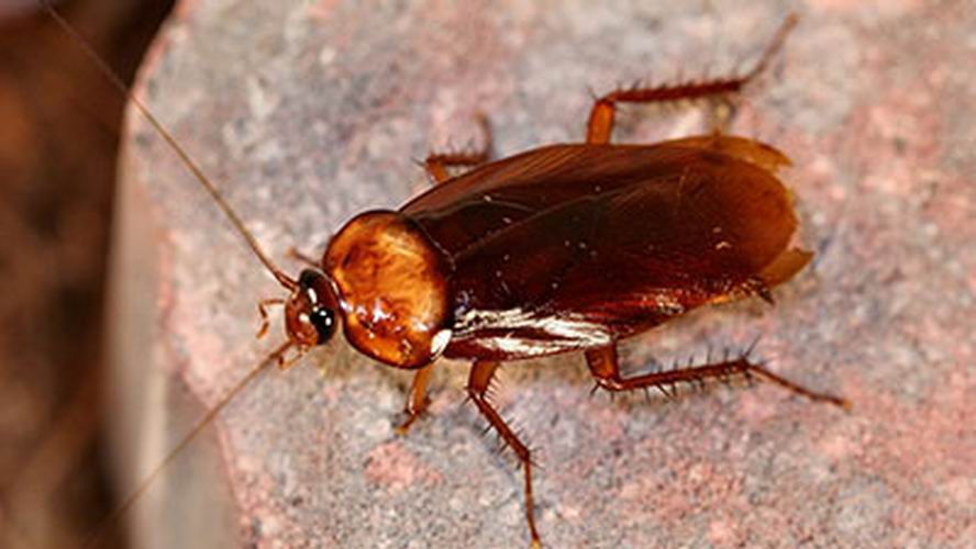 Detail Macam Macam Binatang Serangga Koleksi Nomer 29 Detail Macam Macam Binatang Serangga Koleksi Nomer 29