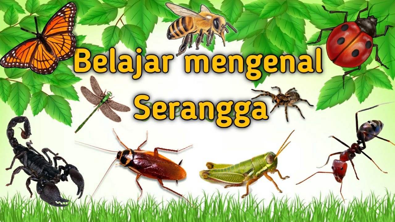Detail Macam Macam Binatang Serangga Koleksi Nomer 2 Detail Macam Macam Binatang Serangga Koleksi Nomer 2