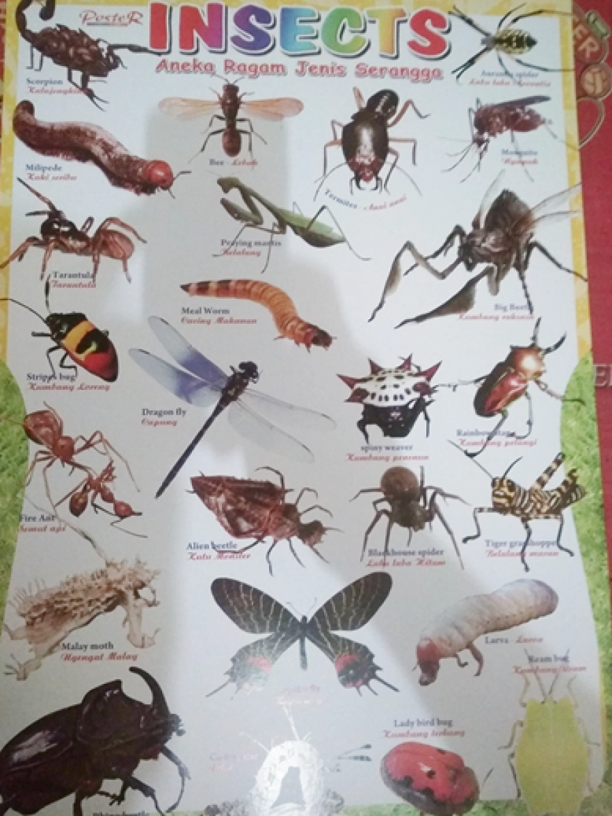 Detail Macam Macam Hewan Serangga Koleksi Nomer 22 Detail Macam Macam Hewan Serangga Koleksi Nomer 22