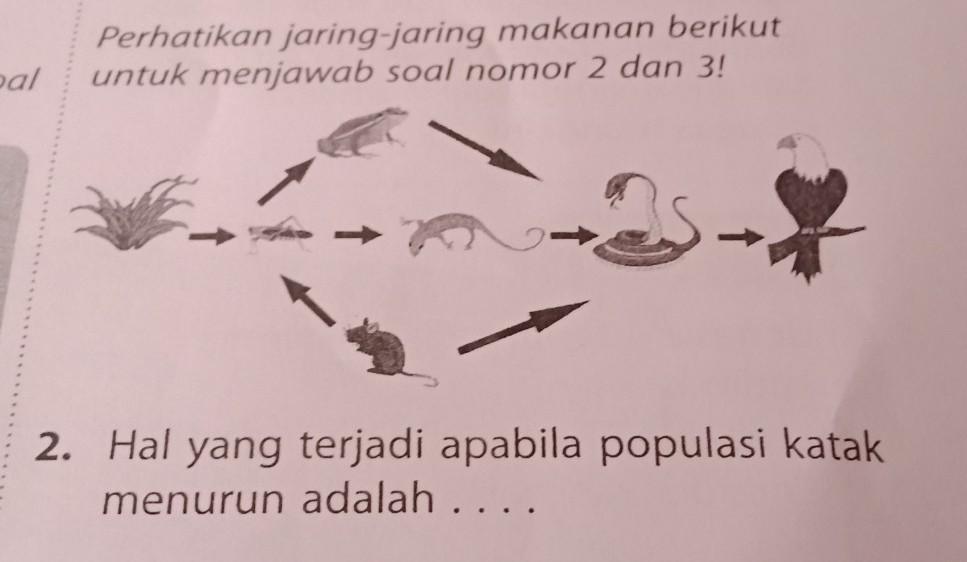 Detail Perhatikan Gambar Jaring Jaring Makanan Berikut Koleksi Nomer 21 Detail Perhatikan Gambar Jaring Jaring Makanan Berikut Koleksi Nomer 21