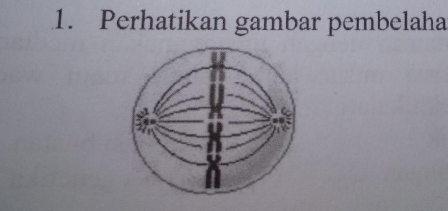Detail Perhatikan Gambar Pembelahan Sel Berikut Koleksi Nomer 3 Detail Perhatikan Gambar Pembelahan Sel Berikut Koleksi Nomer 3