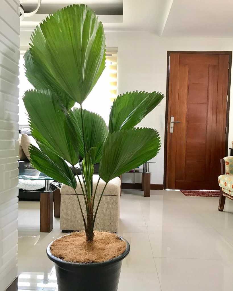 Detail Tanaman Yang Tidak Boleh Ditanam Di Dalam Rumah Koleksi Nomer 29 Detail Tanaman Yang Tidak Boleh Ditanam Di Dalam Rumah Koleksi Nomer 29