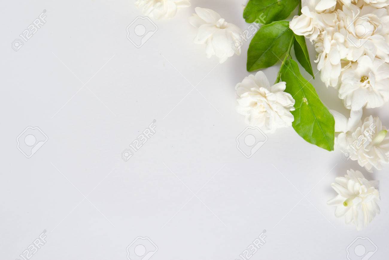 Background Melati - 58+ Koleksi Gambar