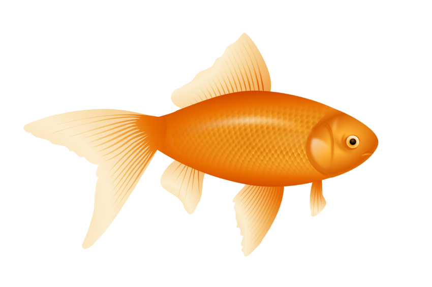 Fish Png Vector - 54+ Koleksi Gambar