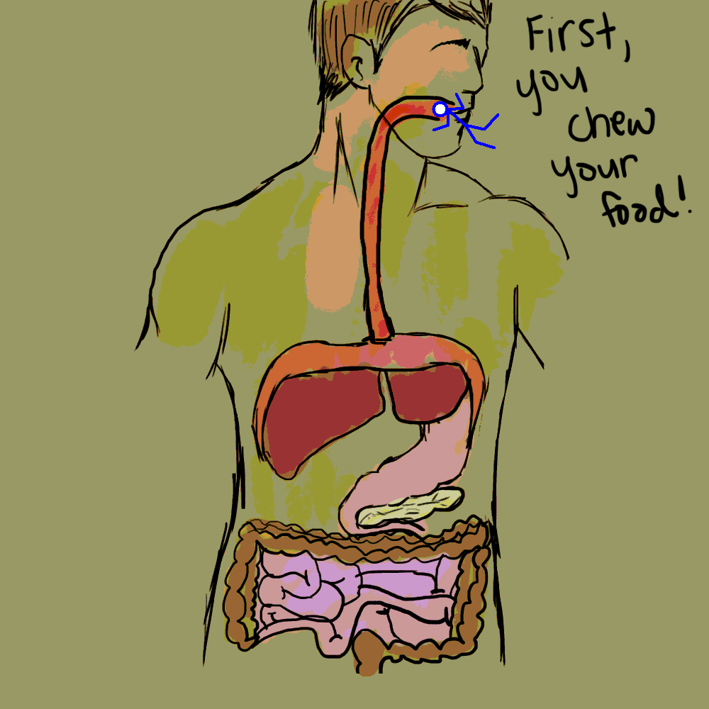 Digestive System 54 Koleksi Gambar