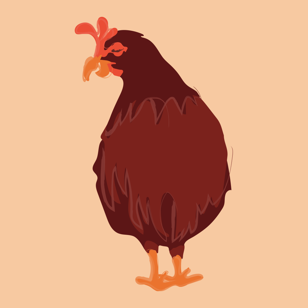 Detail Poultry Koleksi Nomer 4