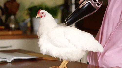 Poultry 58 Koleksi Gambar