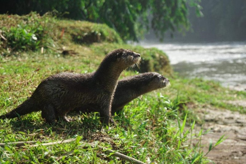 Berang Berang Sungai - 56+ Koleksi Gambar Berang Berang Sungai - 56+ Koleksi Gambar