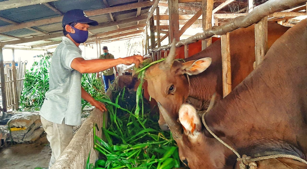 Foto Peternakan Sapi - 52+ Koleksi Gambar Foto Peternakan Sapi - 52+ Koleksi Gambar