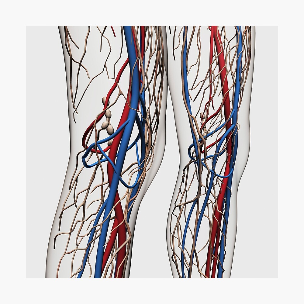 Arterien Bein Anatomie 21 Koleksi Gambar