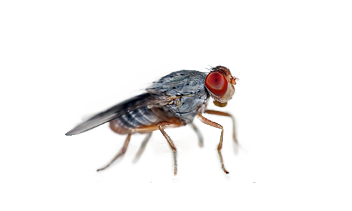 Detail Fruit Fly Png Koleksi Nomer 28