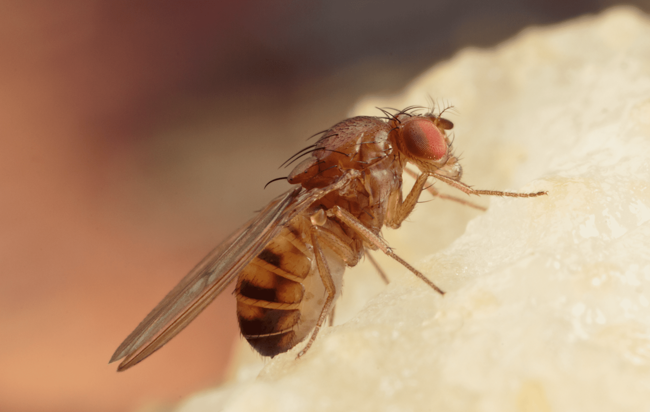 Detail Fruit Fly Png Koleksi Nomer 33