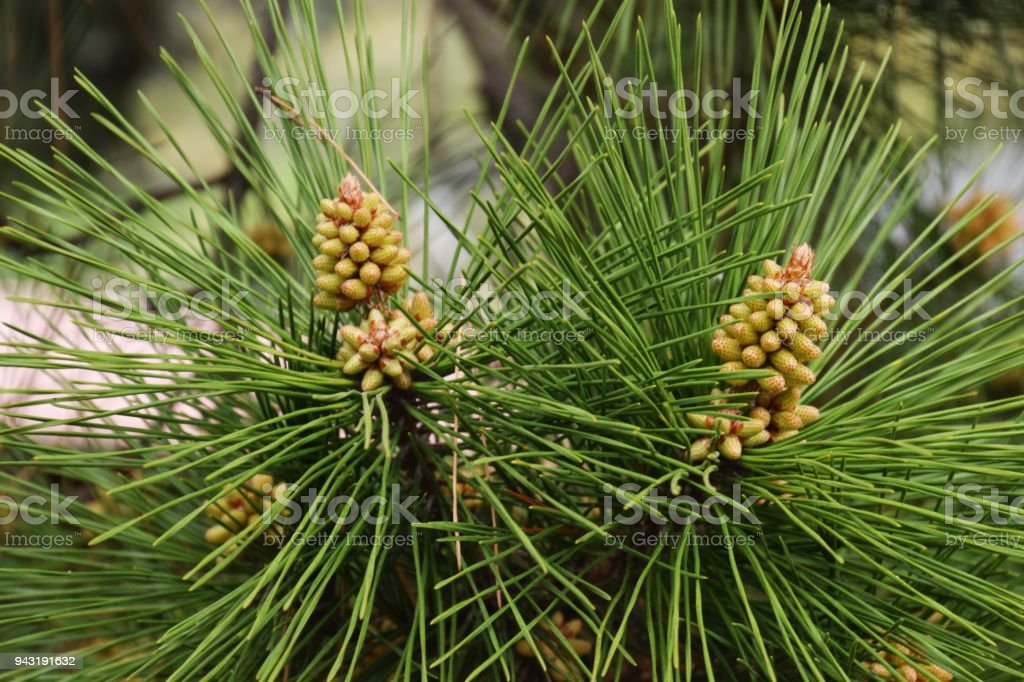 Detail Bunga Pohon Pinus Koleksi Nomer 5