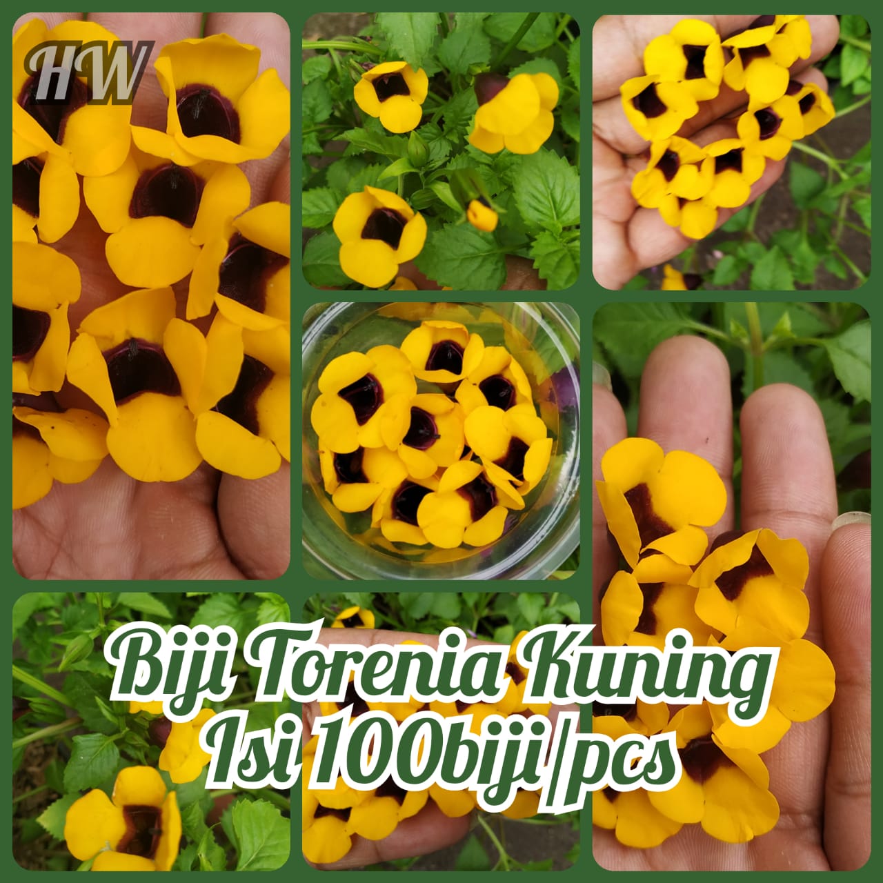 Bunga Vinca Kuning - 58+ Koleksi Gambar