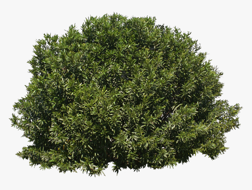 Bush Transparent Background - 56+ Koleksi Gambar