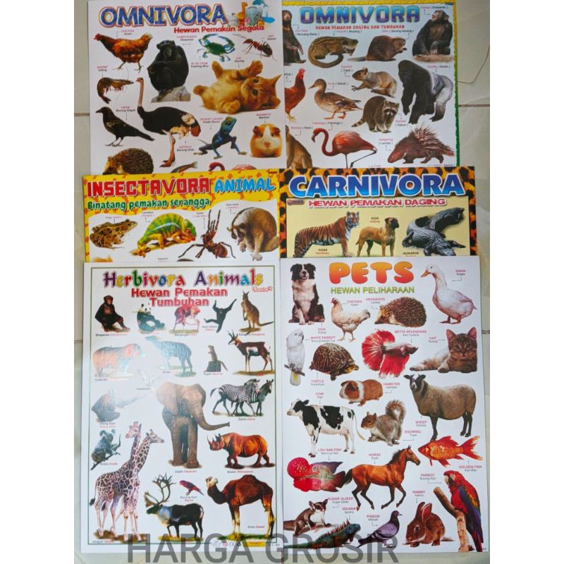 Gambar Aneka Binatang - 58+ Koleksi Gambar Gambar Aneka Binatang - 58+ Koleksi Gambar