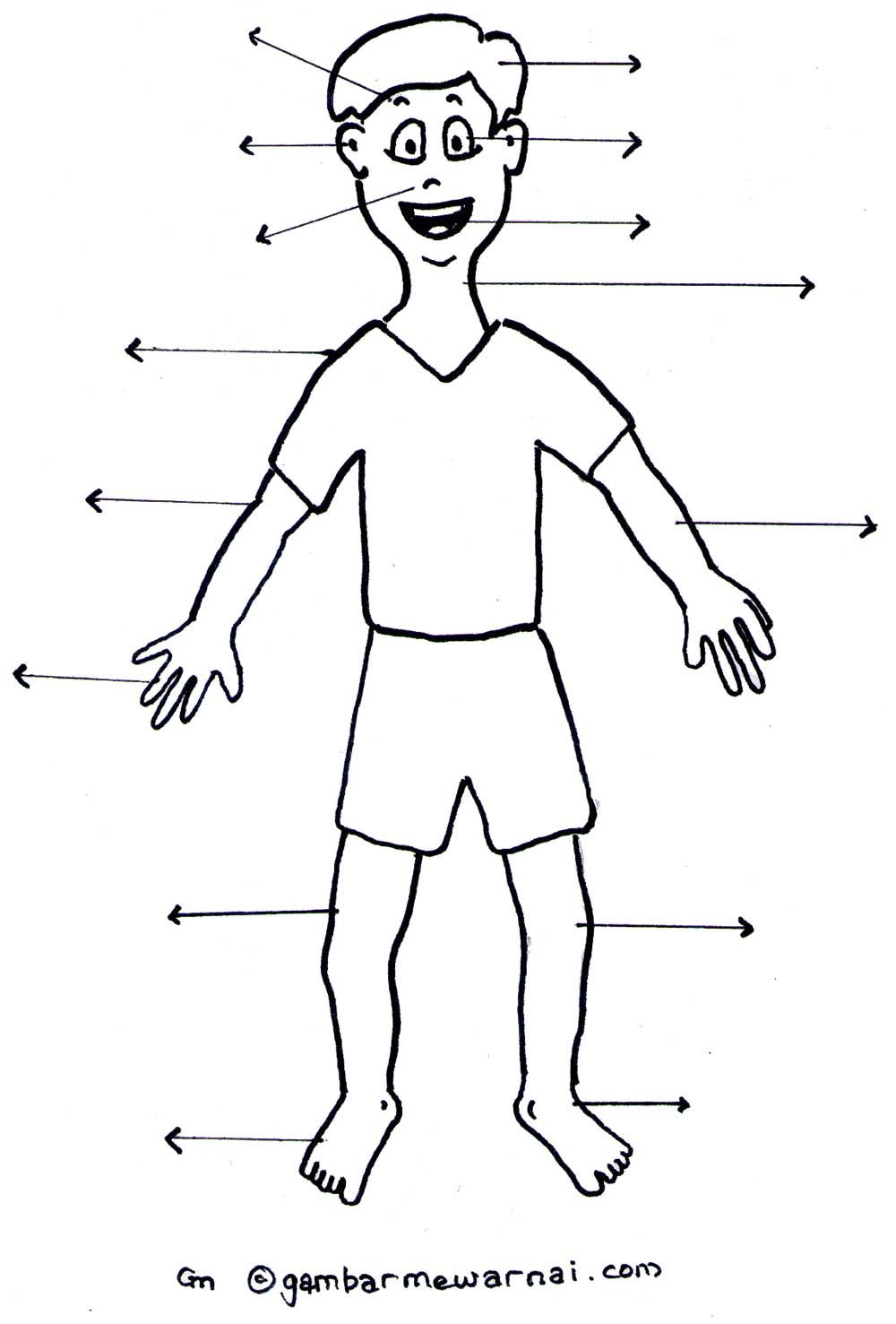 Detail Gambar Bagian Tubuh Kartun Koleksi Nomer 3 Detail Gambar Bagian Tubuh Kartun Koleksi Nomer 3