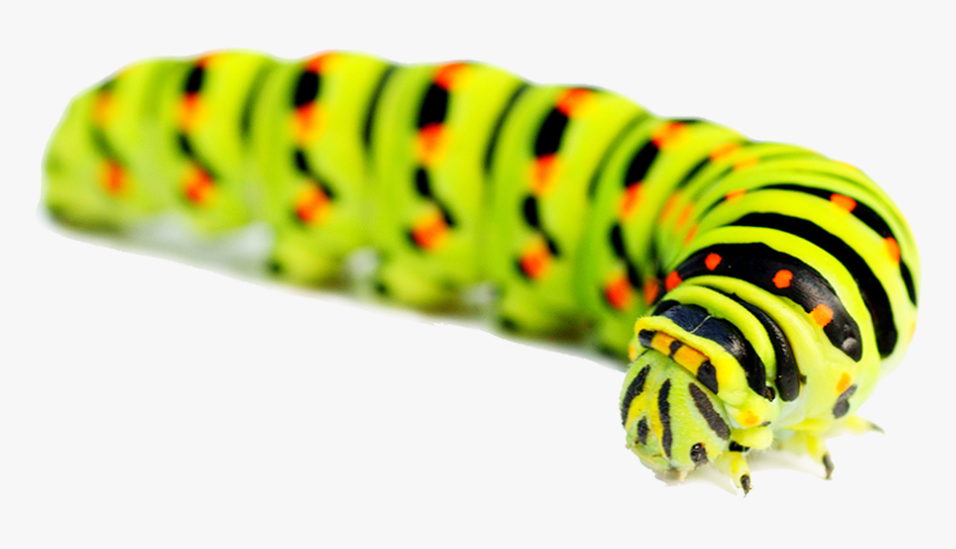 Caterpillar Transparent - 54+ Koleksi Gambar