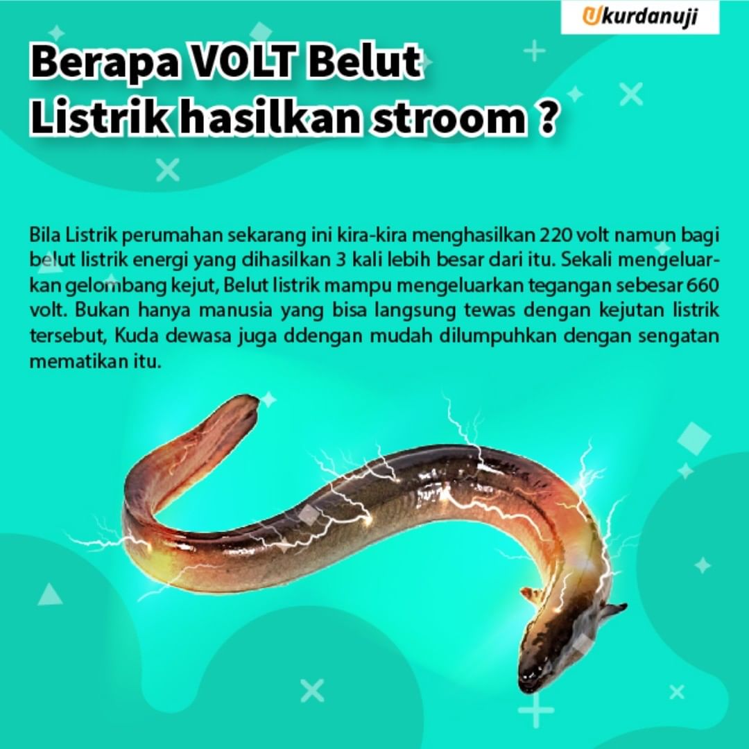 Detail Gambar Belut Listrik Koleksi Nomer 11 Detail Gambar Belut Listrik Koleksi Nomer 11