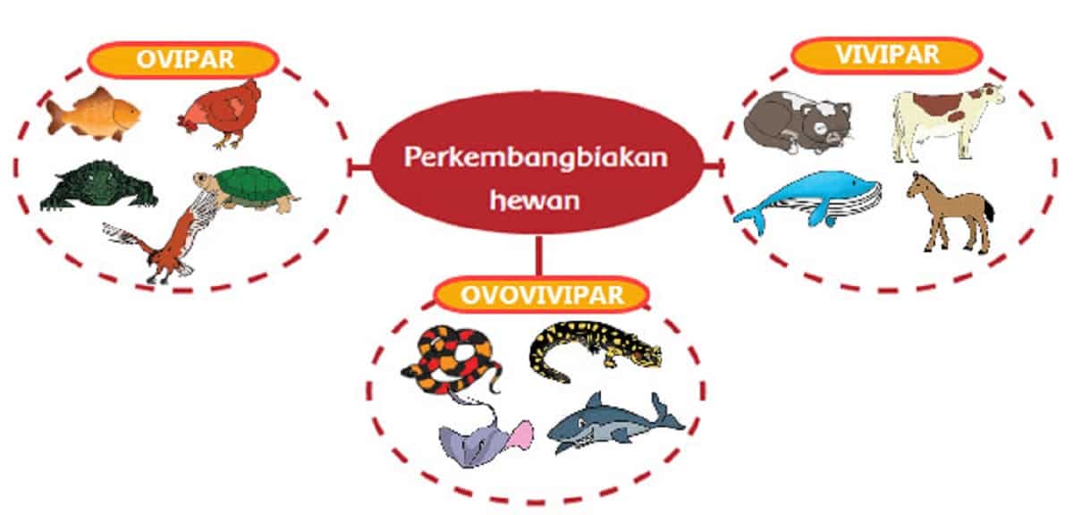 Detail Gambar Binatang Ovipar Serta Perkembangbiakan Koleksi Nomer 3 Detail Gambar Binatang Ovipar Serta Perkembangbiakan Koleksi Nomer 3