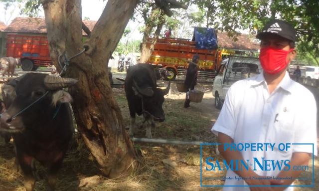 Detail Gambar Binatang Piaraan Sapi Dan Kerbau Koleksi Nomer 51 Detail Gambar Binatang Piaraan Sapi Dan Kerbau Koleksi Nomer 51