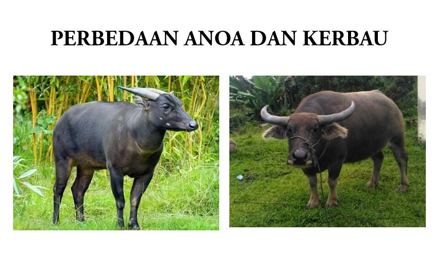 Detail Gambar Binatang Piaraan Sapi Dan Kerbau Koleksi Nomer 9 Detail Gambar Binatang Piaraan Sapi Dan Kerbau Koleksi Nomer 9