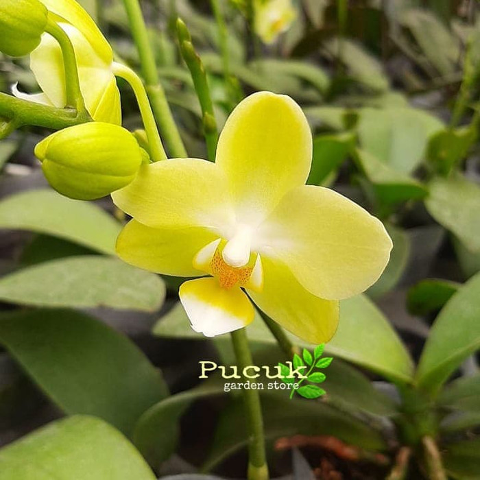 Detail Gambar Bunga Anggrek Warna Kuning Koleksi Nomer 10 Detail Gambar Bunga Anggrek Warna Kuning Koleksi Nomer 10
