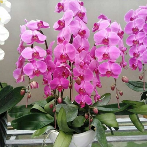 Gambar Bunga Anggrek Warna Pink - 57+ Koleksi Gambar Gambar Bunga Anggrek Warna Pink - 57+ Koleksi Gambar