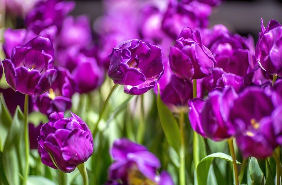 Gambar Bunga Lily Ungu - 60+ Koleksi Gambar Gambar Bunga Lily Ungu - 60+ Koleksi Gambar