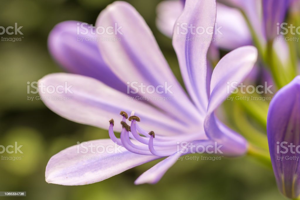 Detail Gambar Bunga Lily Ungu Koleksi Nomer 11 Detail Gambar Bunga Lily Ungu Koleksi Nomer 11
