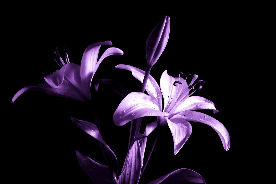 Detail Gambar Bunga Lily Ungu Koleksi Nomer 12 Detail Gambar Bunga Lily Ungu Koleksi Nomer 12