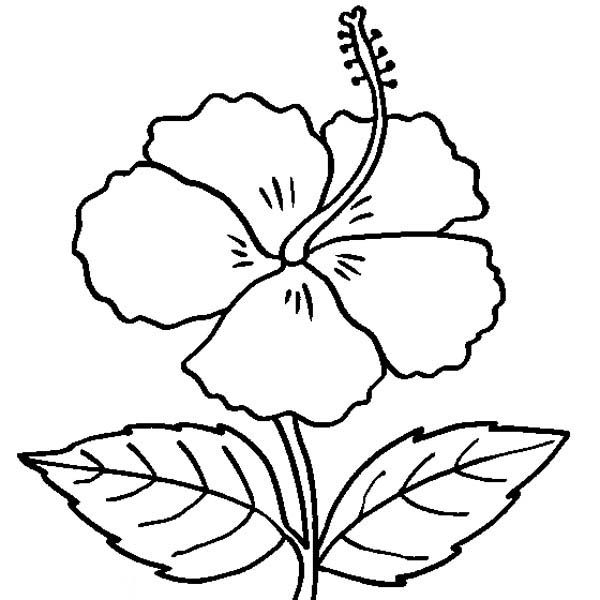 Detail Gambar Bunga Raya Clipart Koleksi Nomer 33