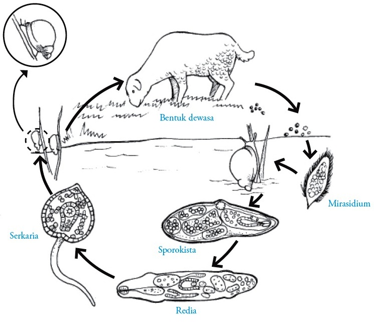 Detail Gambar Daur Hidup Fasciola Hepatica Koleksi Nomer 46 Detail Gambar Daur Hidup Fasciola Hepatica Koleksi Nomer 46