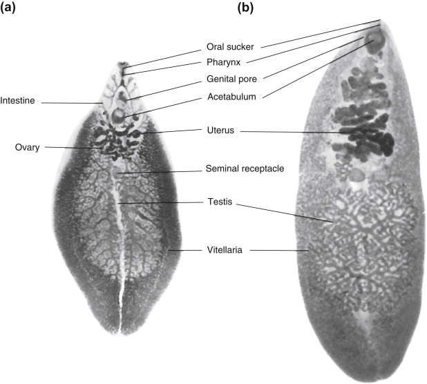 Detail Gambar Fasciola Hepatica Koleksi Nomer 12 Detail Gambar Fasciola Hepatica Koleksi Nomer 12