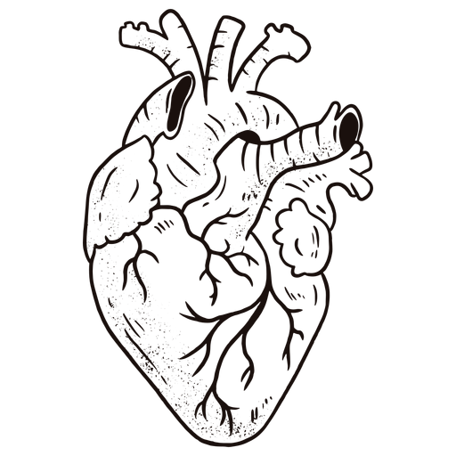 Anatomisches Herz - 26+ Koleksi Gambar Anatomisches Herz - 26+ Koleksi Gambar